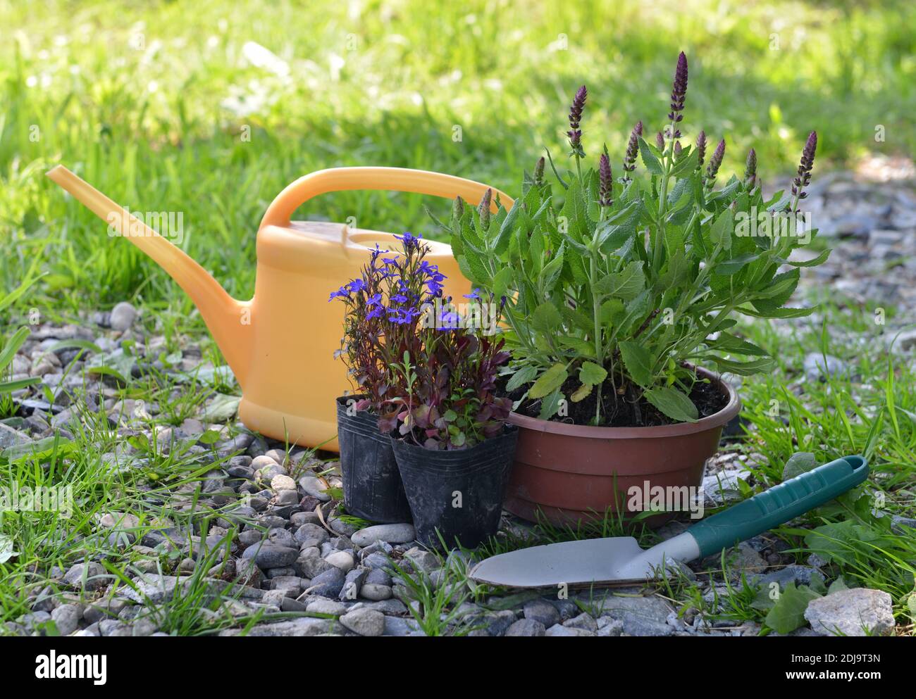 Vintage gardening concept, home hobby still life with green sprouts and ...