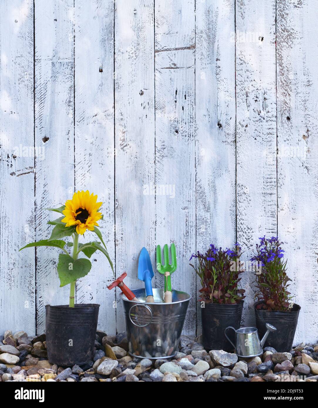 Vintage gardening concept, home hobby still life with green sprouts and ...