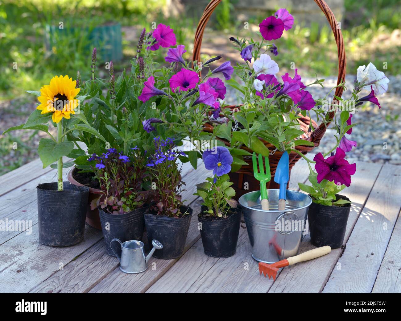 Vintage gardening concept, home hobby still life with green sprouts and ...