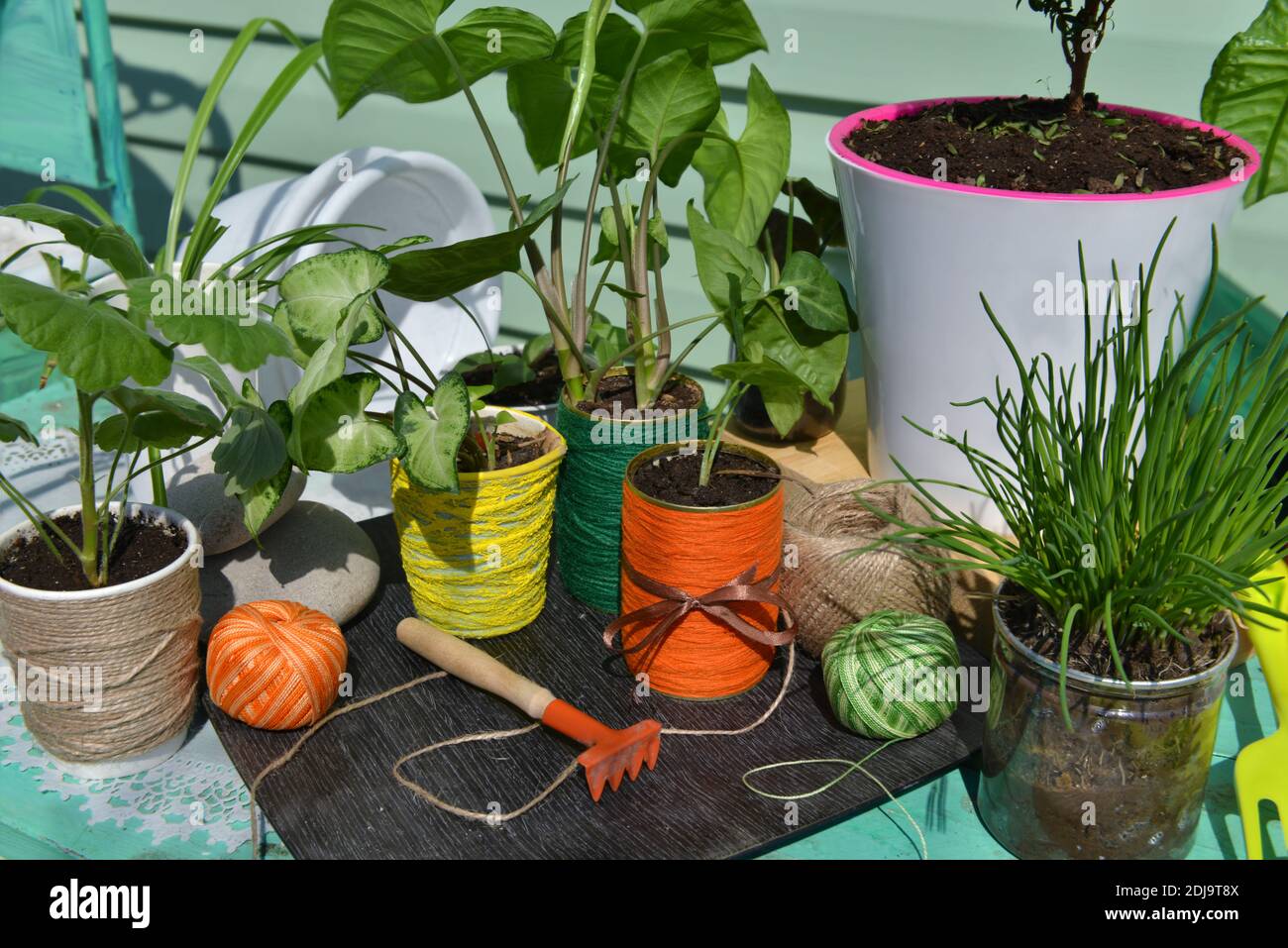 Vintage gardening concept, home hobby still life with green sprouts and ...