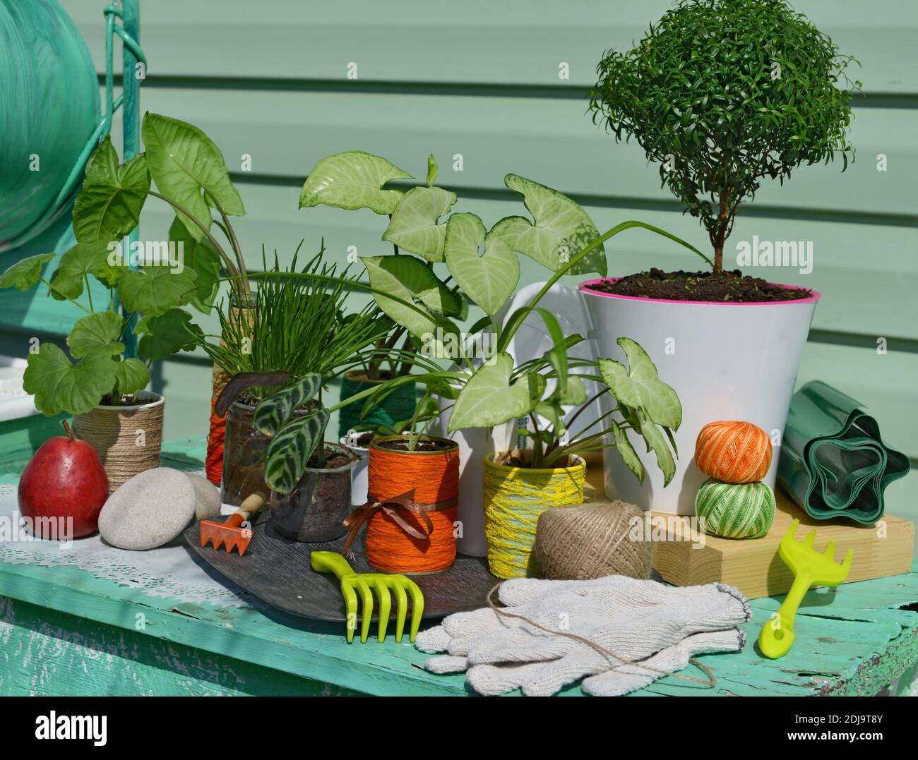 Vintage gardening concept, home hobby still life with green sprouts and ...