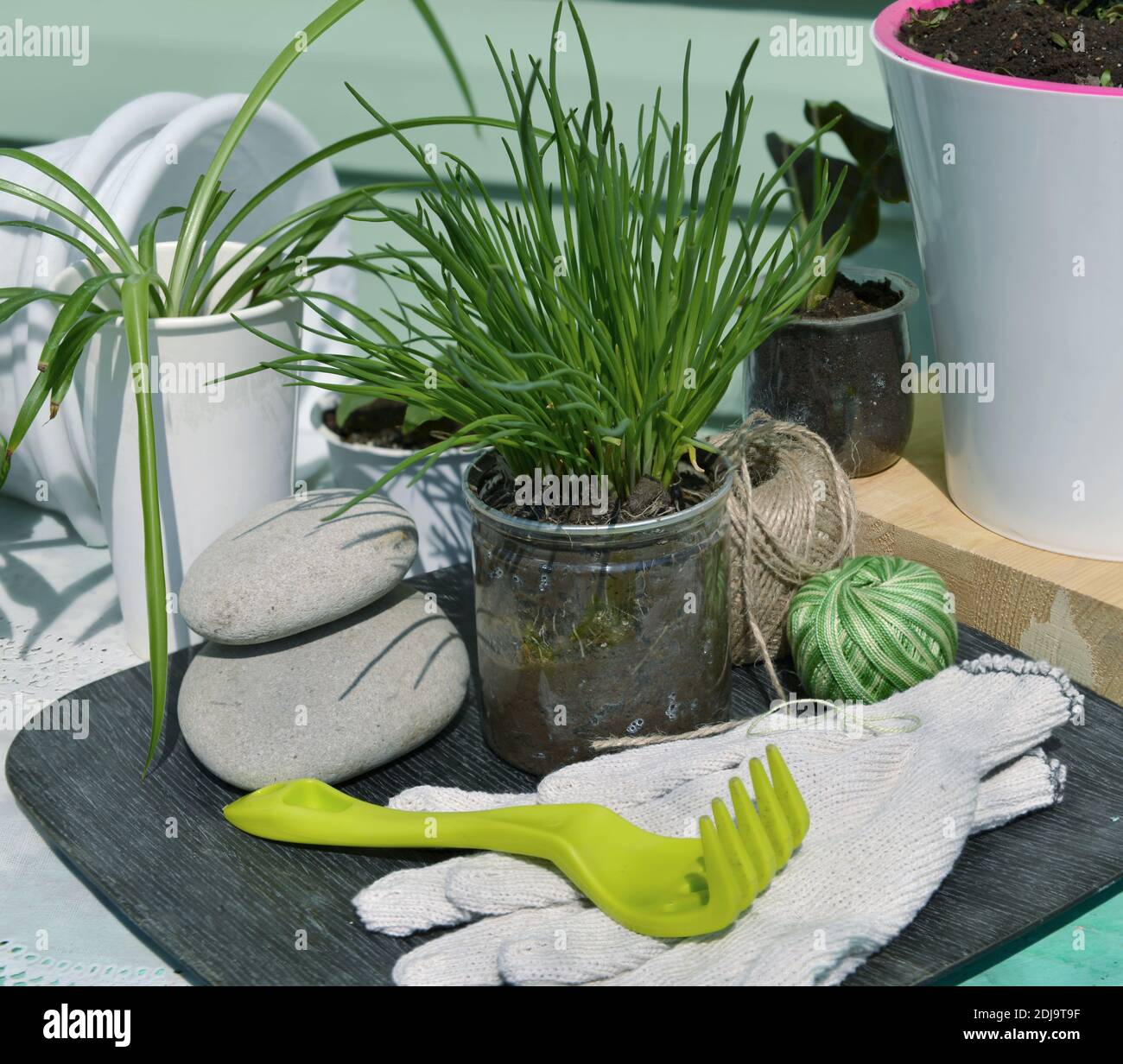 Vintage gardening concept, home hobby still life with green sprouts and ...