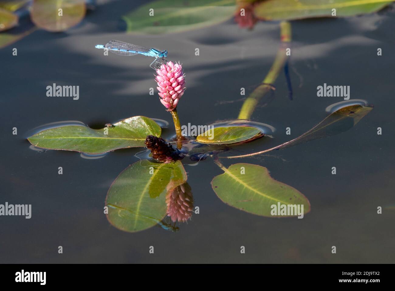 Smartweed hi-res stock photography and images - Alamy