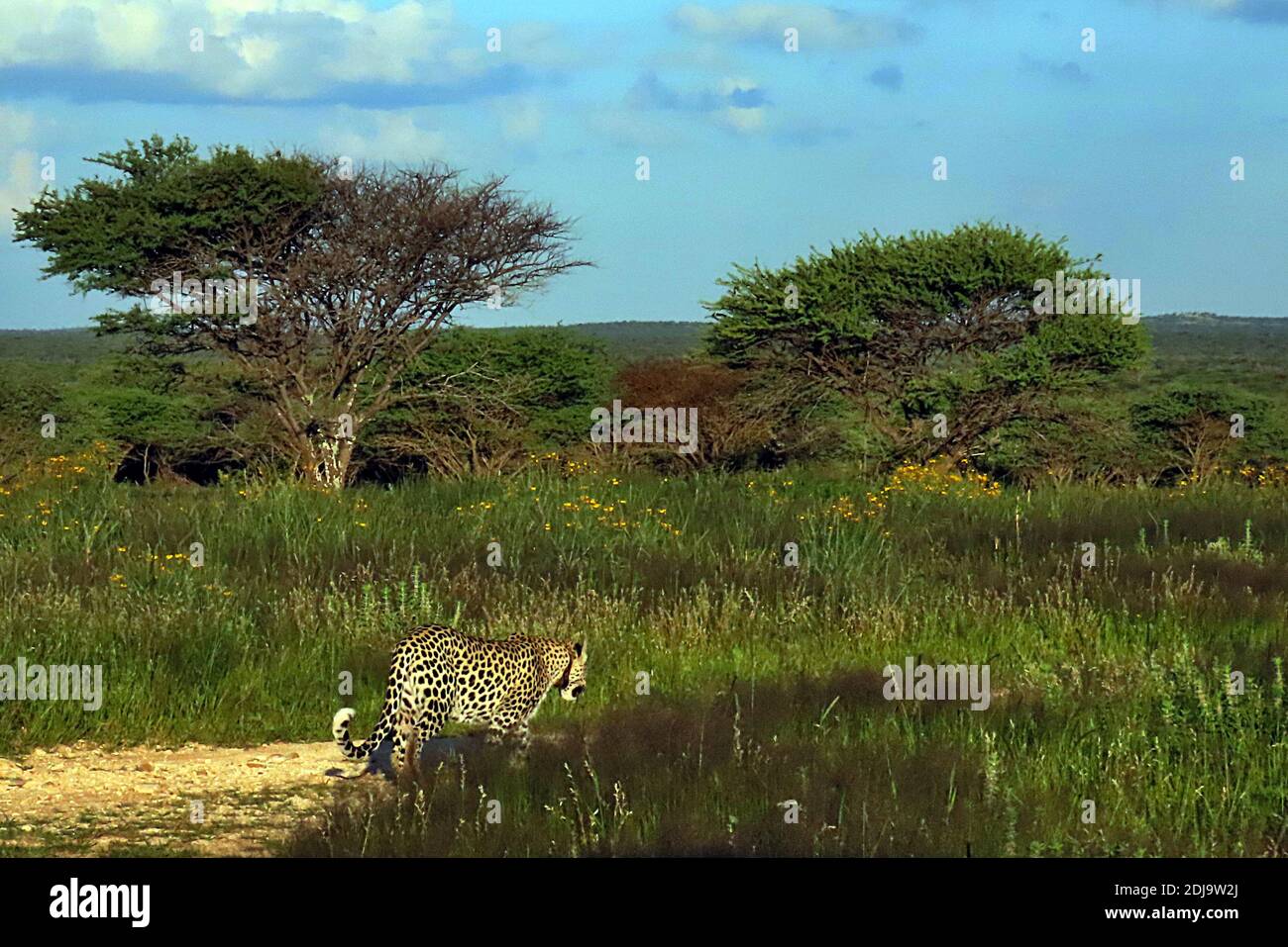 An African Leopard (Panthera pardus) stalking through grass during the ...