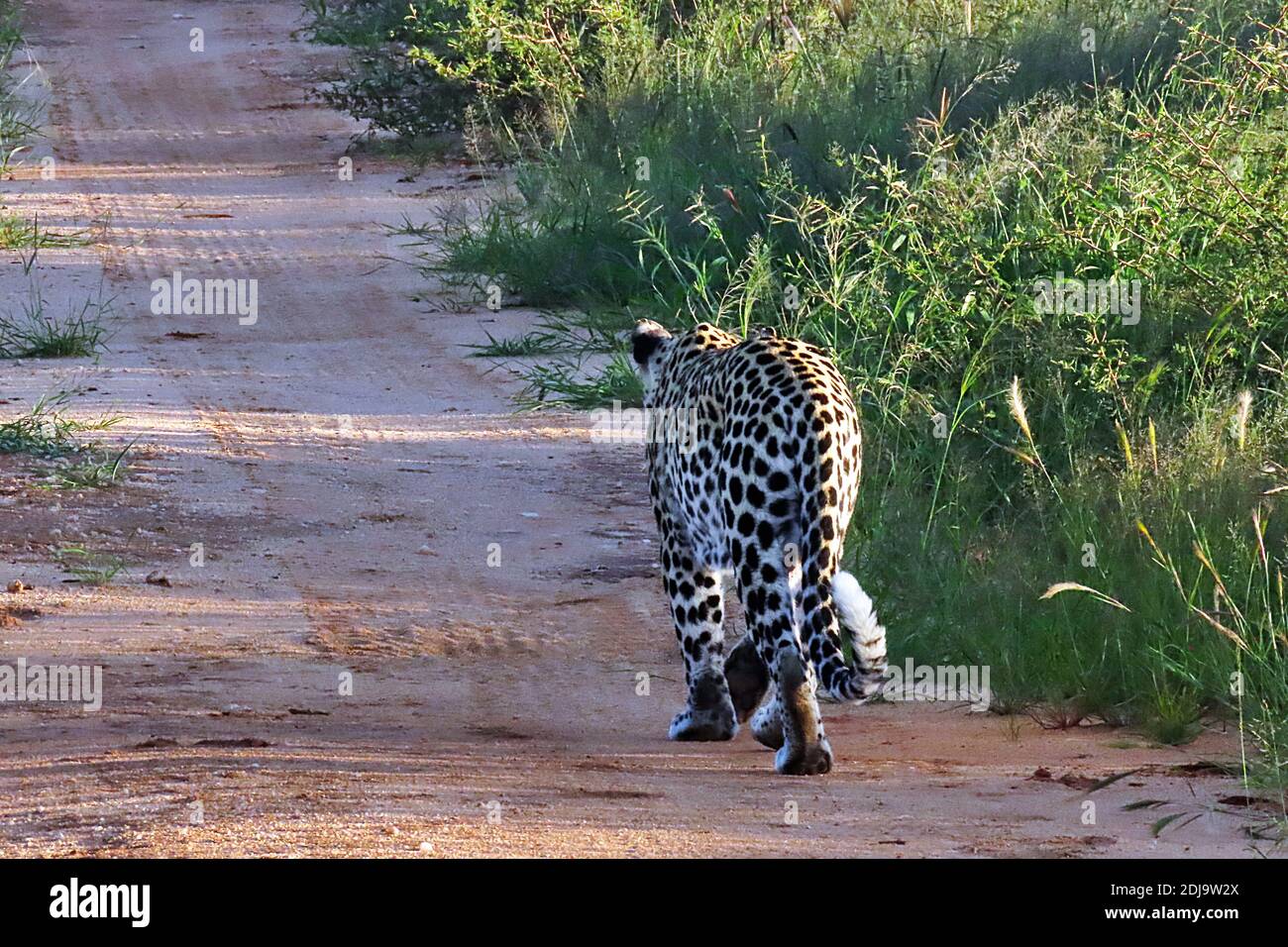 An African Leopard (Panthera pardus) stalking through grass during the ...