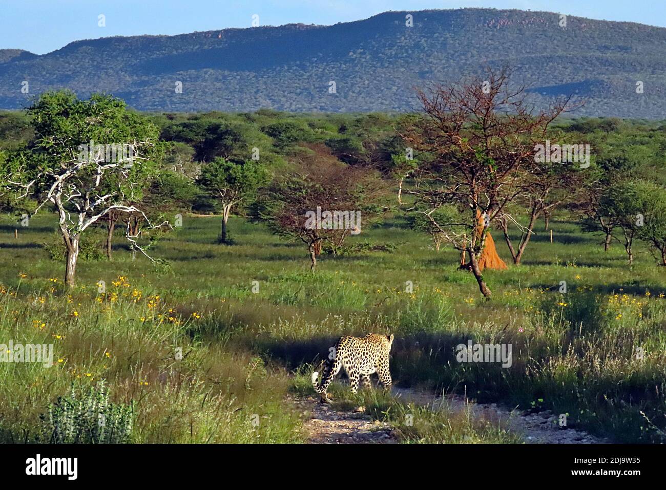An African Leopard (Panthera pardus) stalking through grass during the ...