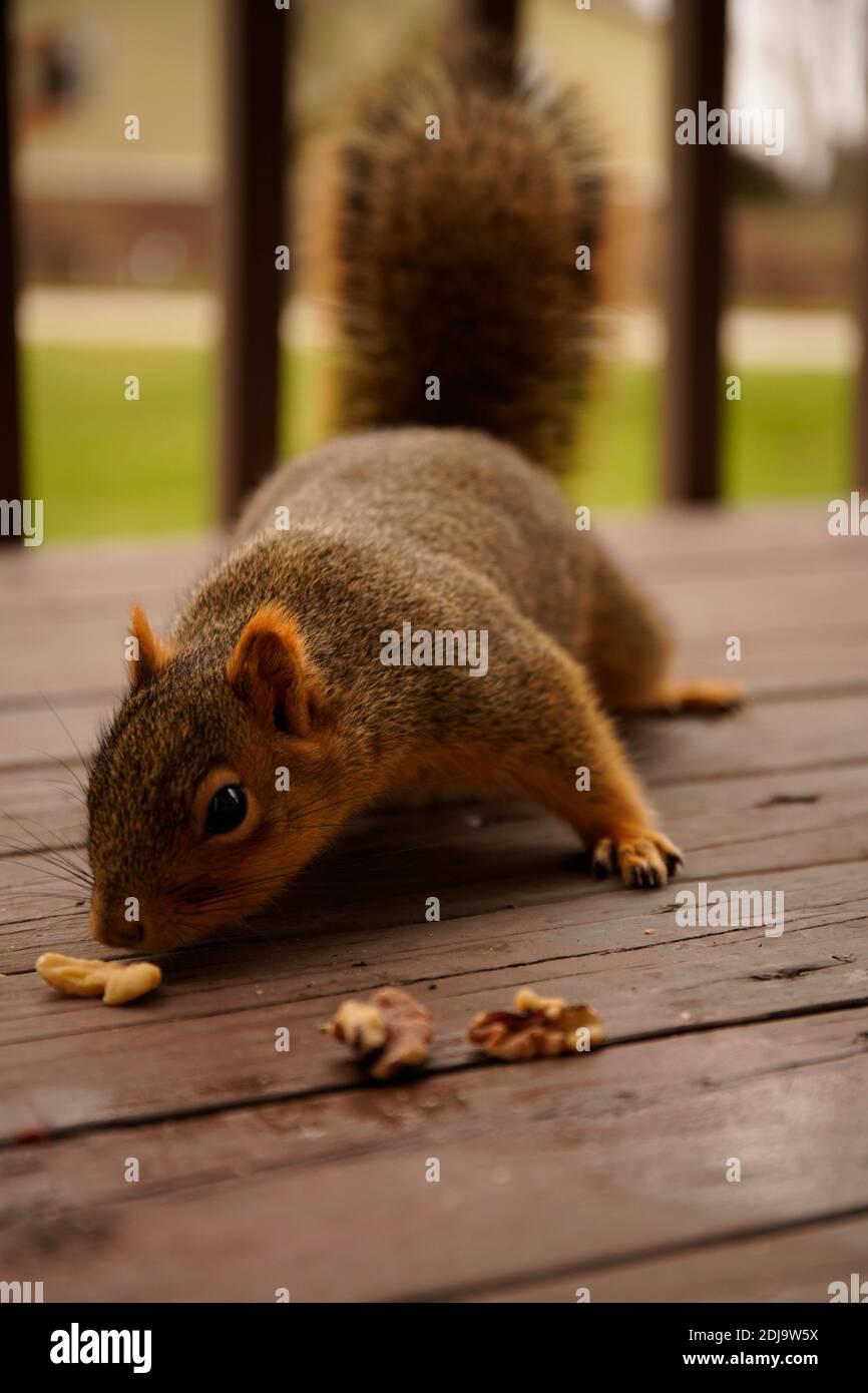 One squirrel came to get walnuts at my balcony Stock Photo - Alamy