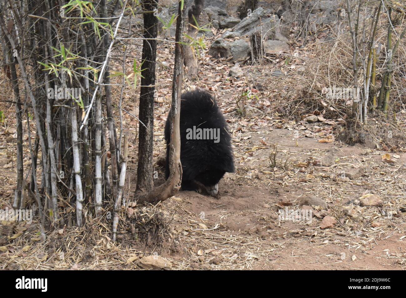 Black bear hiding behind a bamboo tree in a national park Stock Photo ...