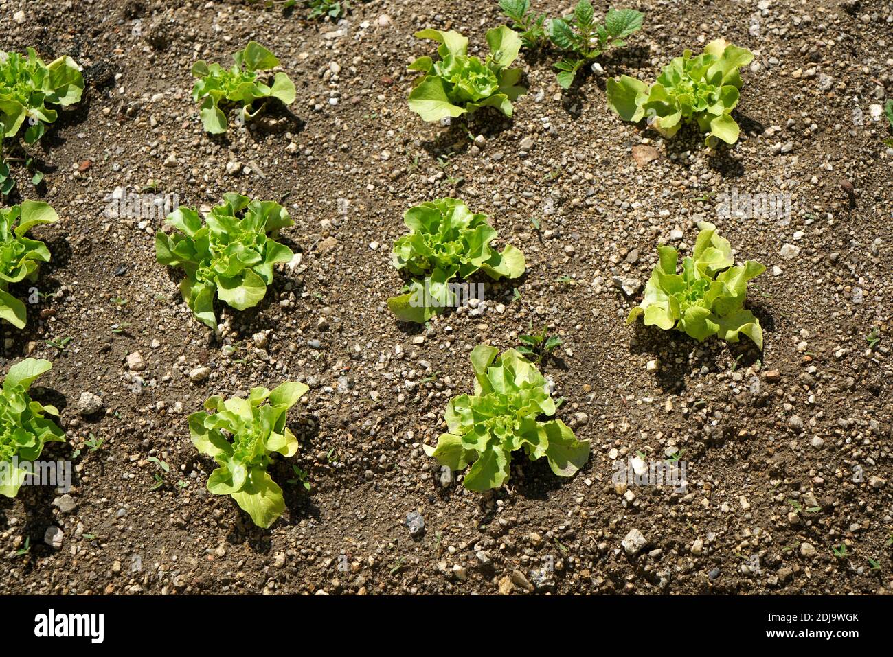 A top view of lettuce growing in the carefully maintainedgarden Stock ...