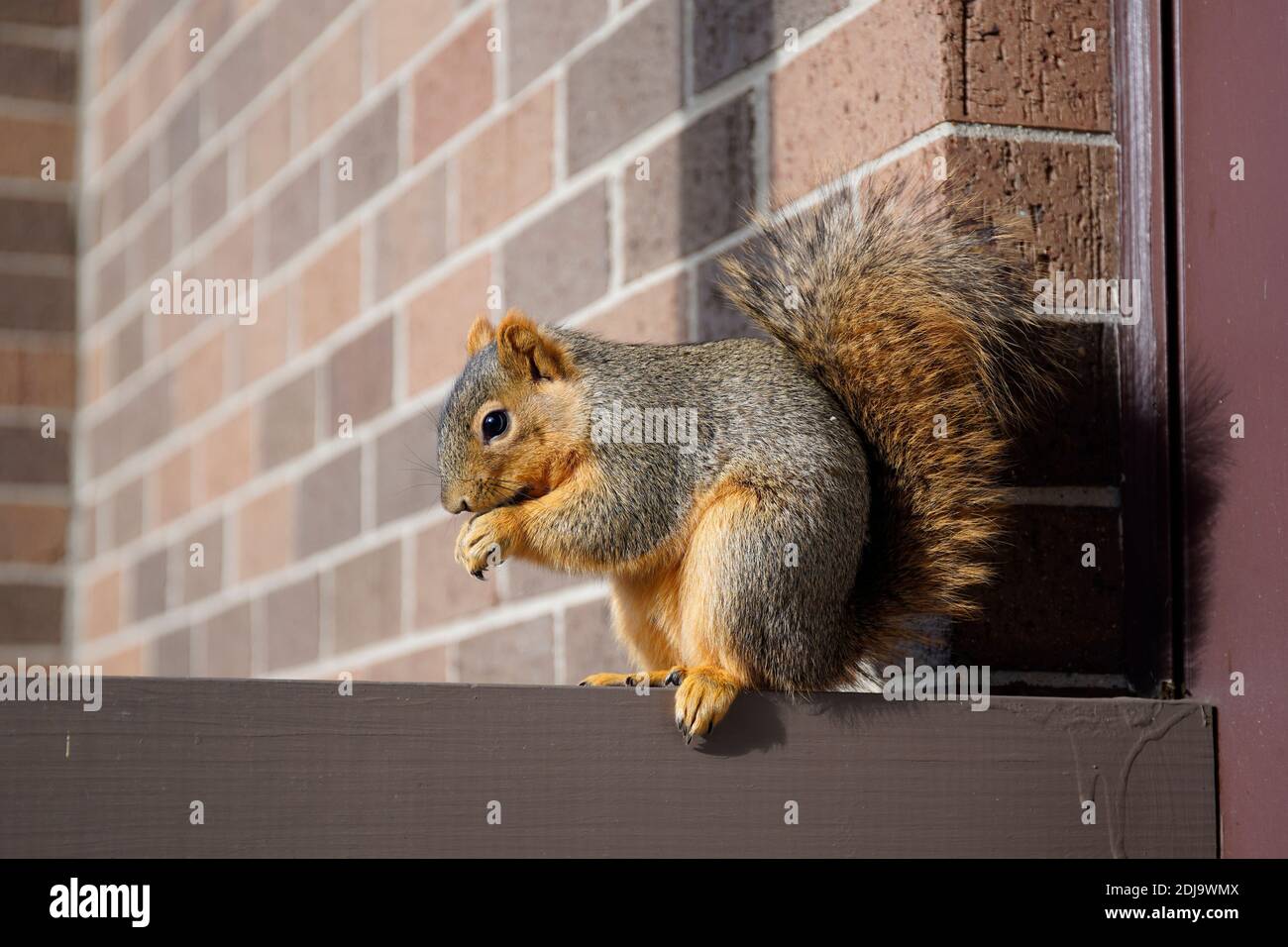 One squirrel came to get walnuts at my balcony Stock Photo - Alamy
