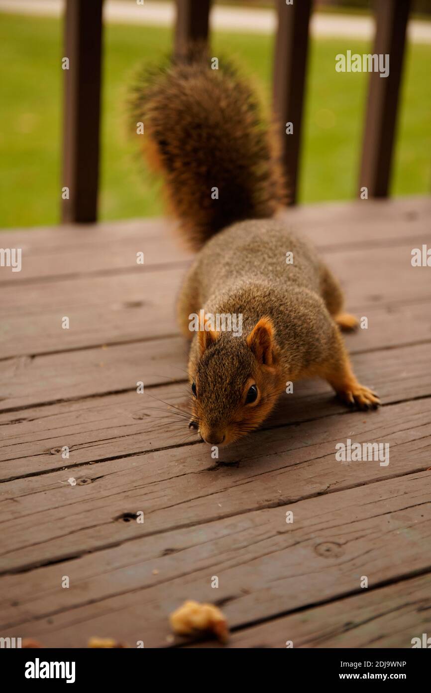 One squirrel came to get walnuts at my balcony Stock Photo - Alamy