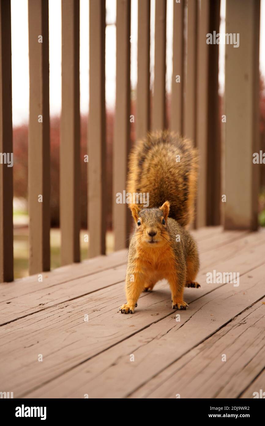 Squirrel came to get a walnut in the morning Stock Photo - Alamy
