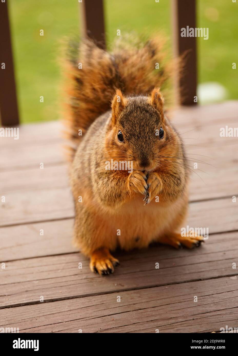 Walnut species hi-res stock photography and images - Alamy