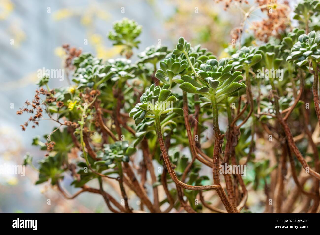 Tree Houseleek, Balsamtaklök (Aeonium lindleyi Stock Photo - Alamy