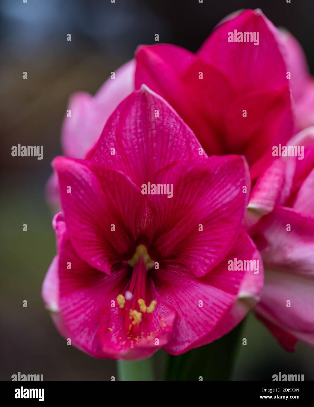 'Hot Pink' Amaryllis, Amaryllis (Hippeastrum x hortorum Stock Photo - Alamy
