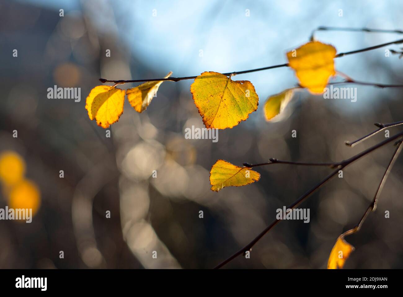 Plant in foreground Stock Photo - Alamy