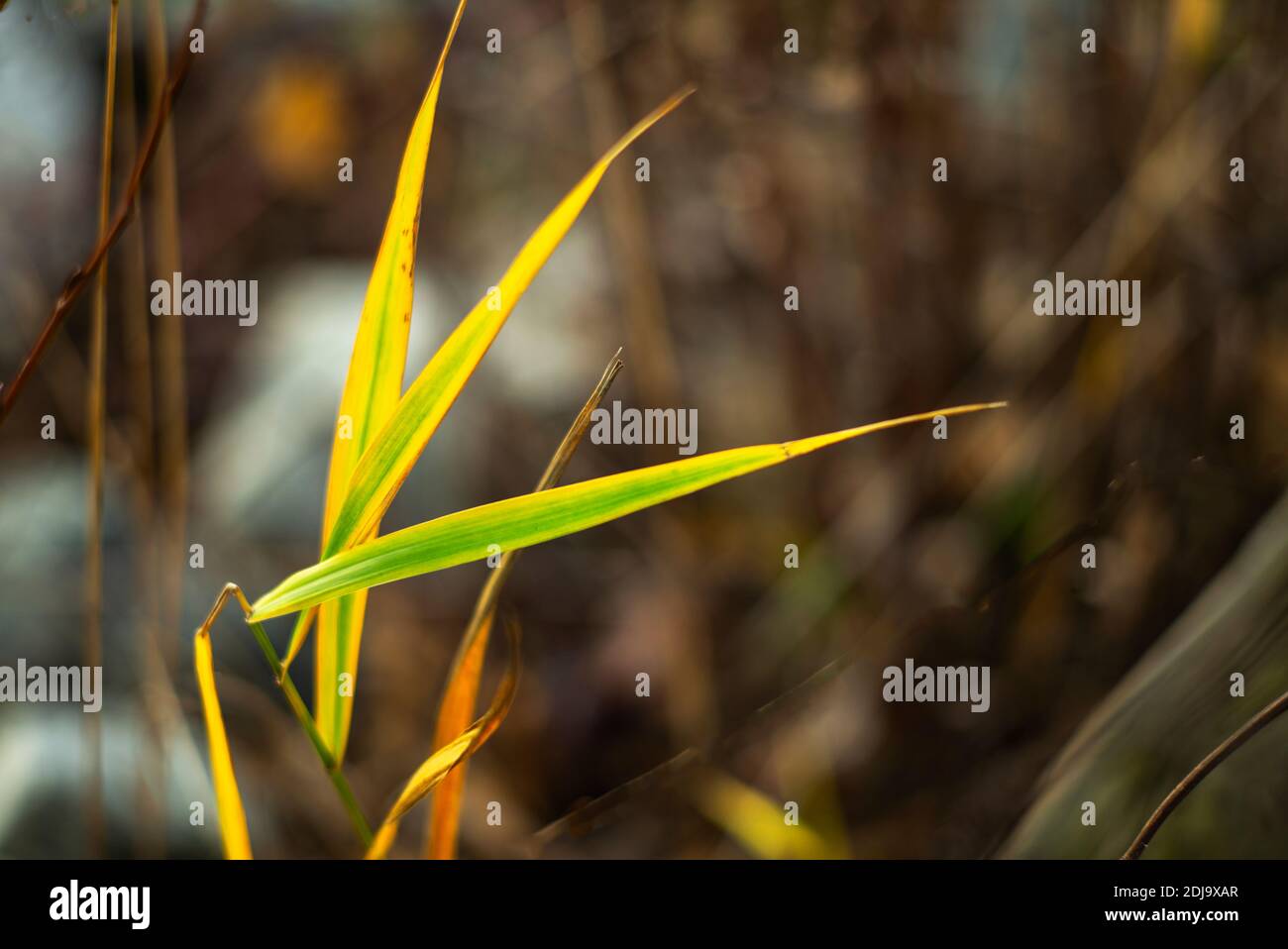 Plant in foreground Stock Photo - Alamy