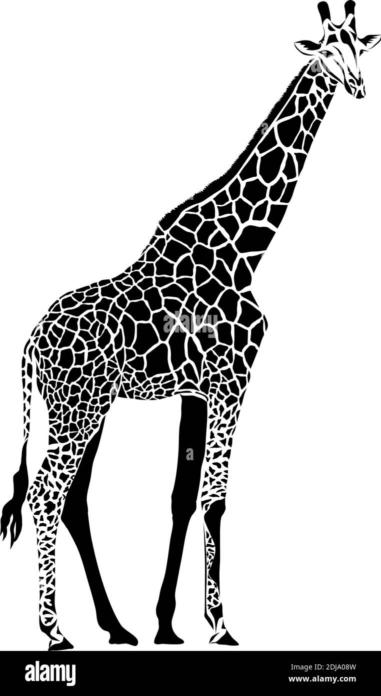 vector drawing of a giraffe Stock Vector Image & Art - Alamy