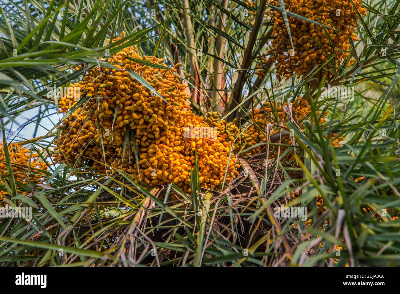 Bunches of ripe dates growing on date palm tree. Khulna, Bangladesh ...