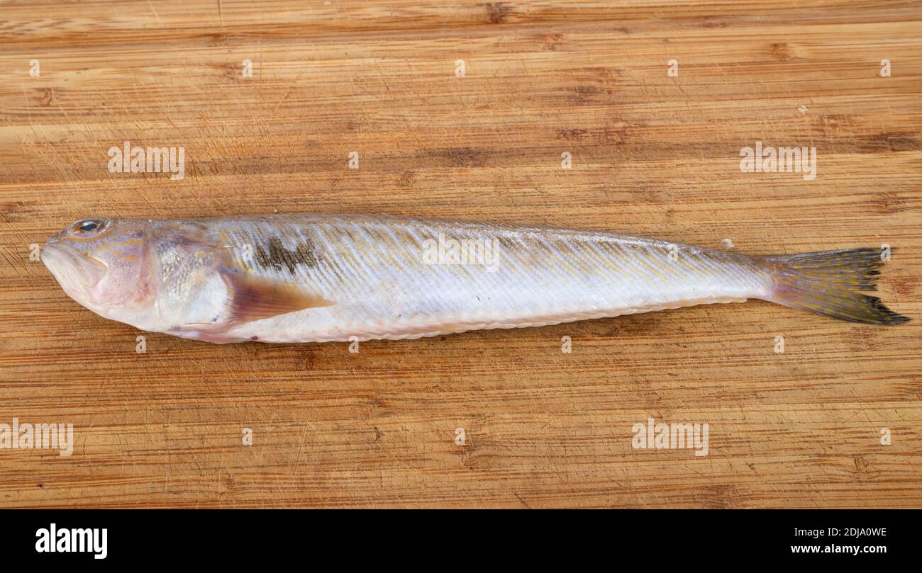 young Weever in front of white background Stock Photo - Alamy