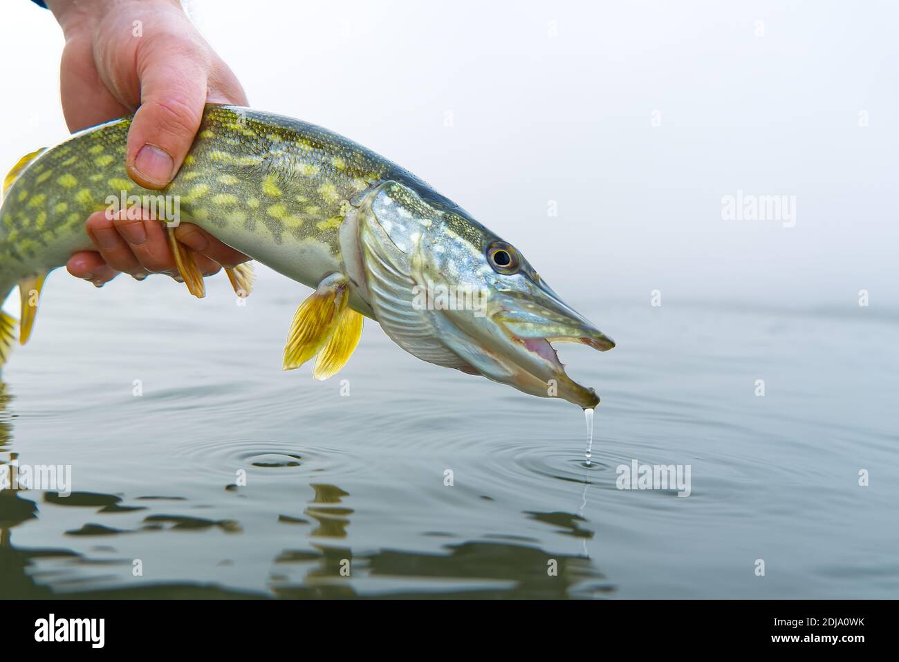 Release pike back to water. Catch and release fish concept Stock Photo ...