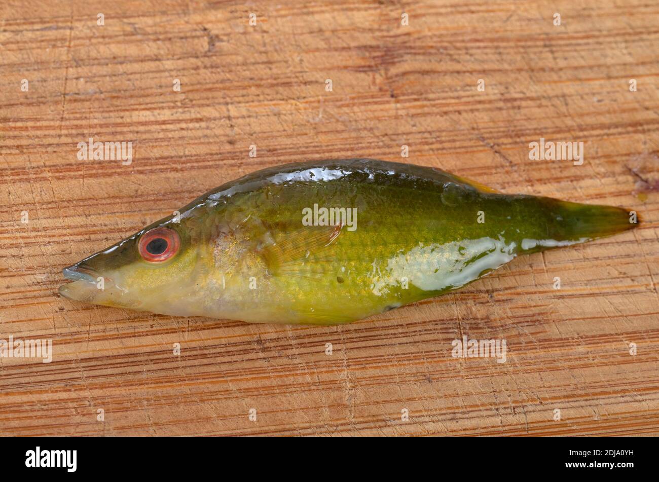 Pointed snout hi-res stock photography and images - Alamy