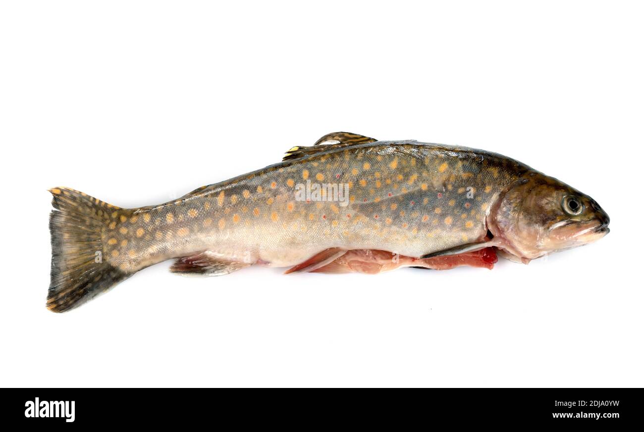 Omble chevalier hi-res stock photography and images - Alamy