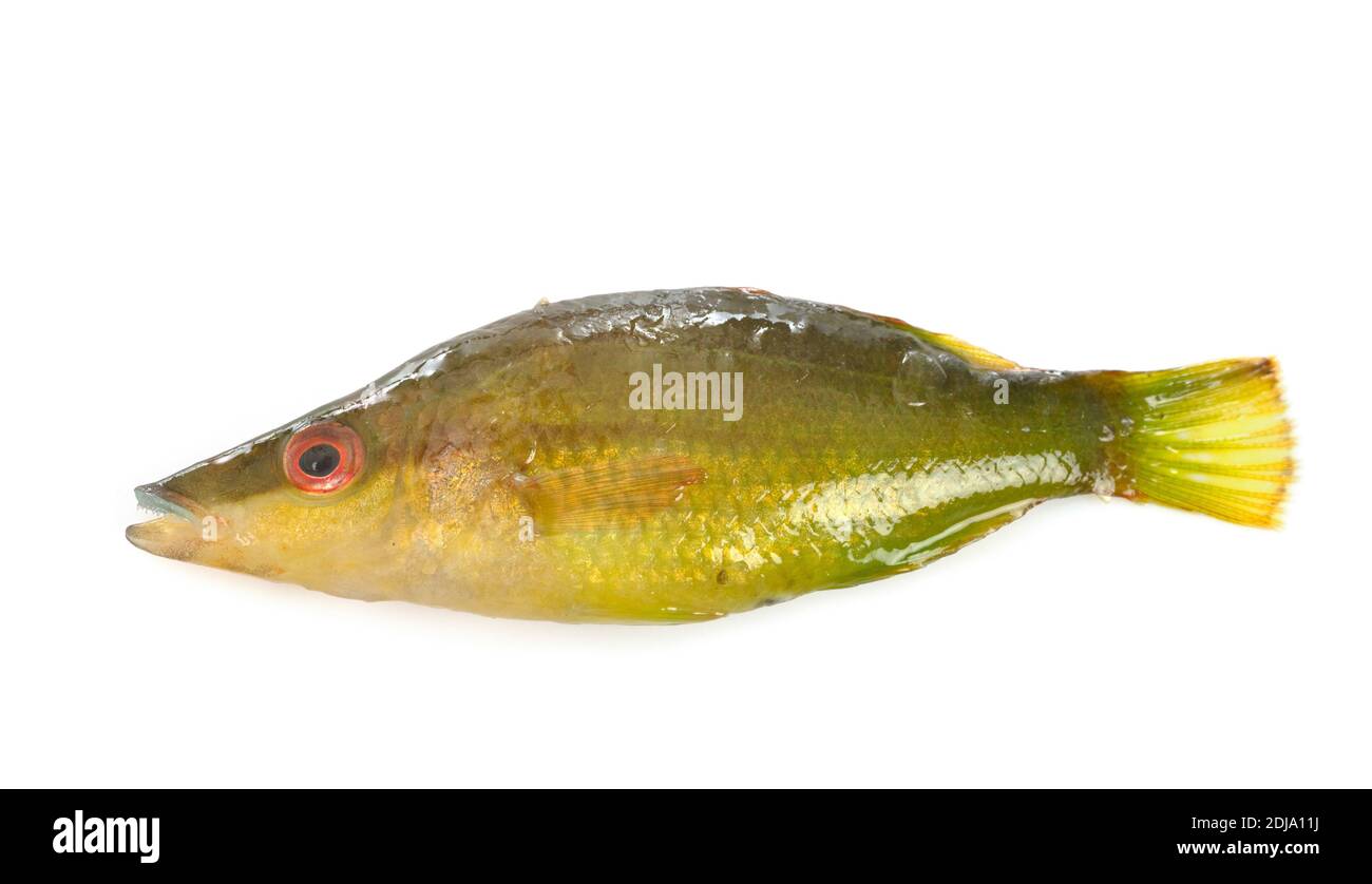 Pointed-snout wrasse in front of white background Stock Photo - Alamy