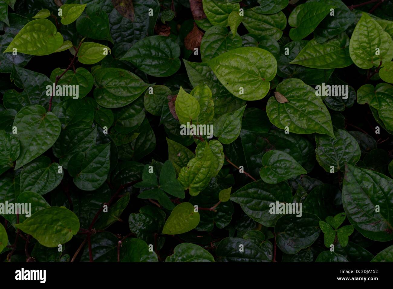 Betel leaves hi-res stock photography and images - Alamy