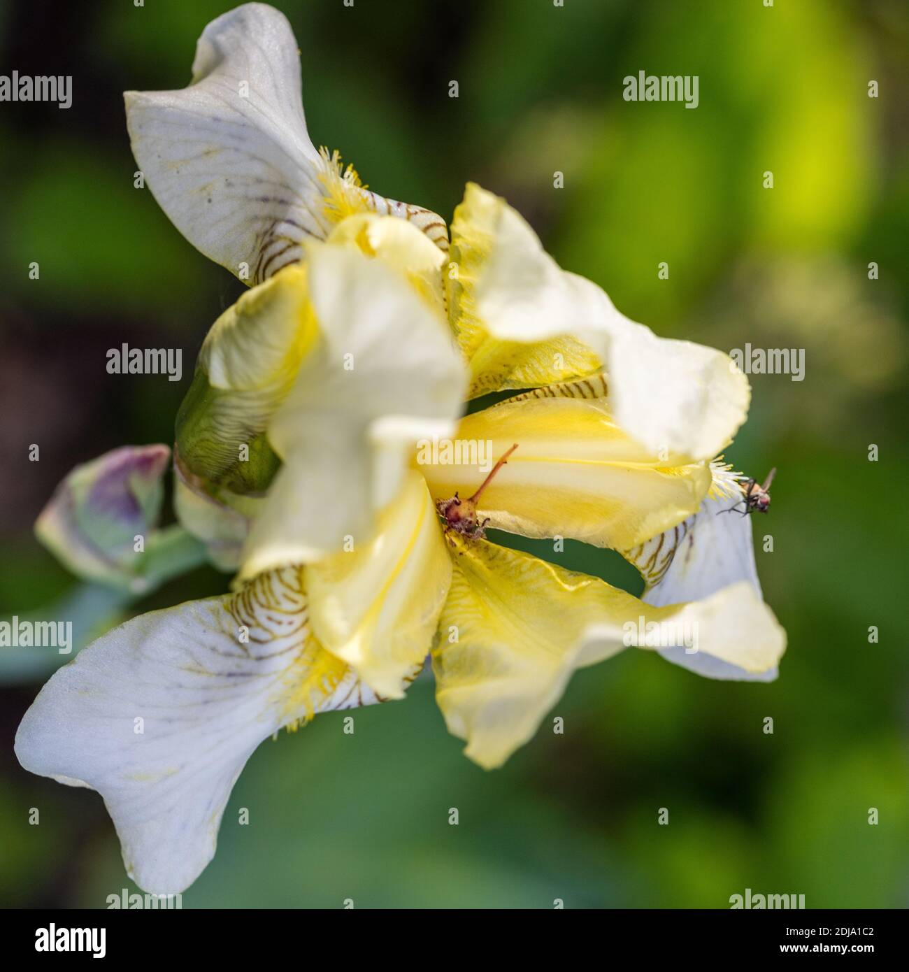 'White Knight' Tall Bearded Iris, Tyskiris (Iris germanica Stock Photo ...