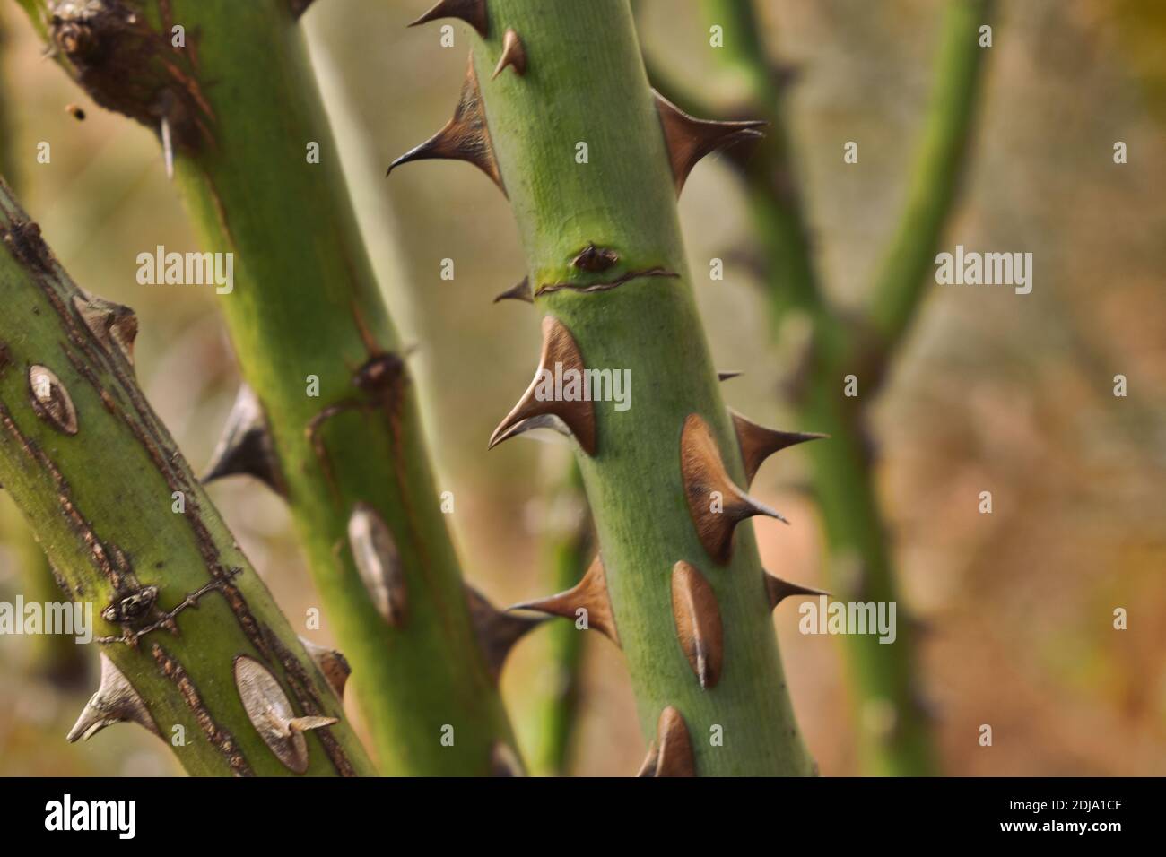 Thorns of bramble bush hi-res stock photography and images - Alamy