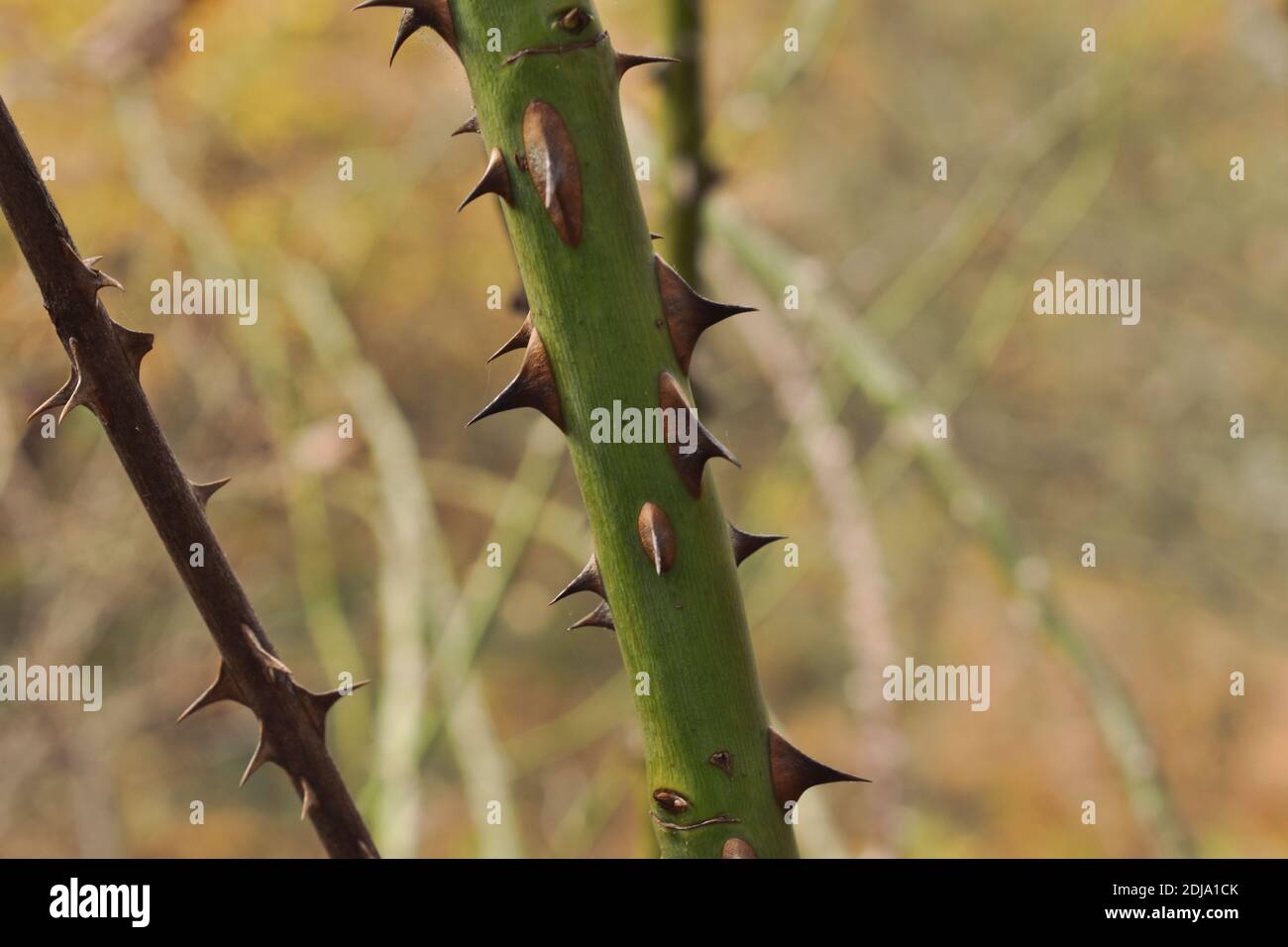 Prickly bramble plant hi-res stock photography and images - Alamy