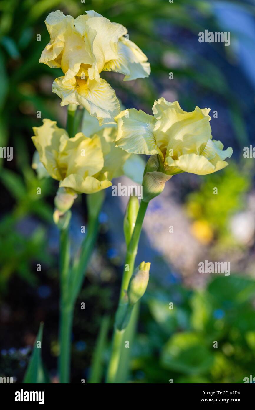 'Maui Moonlight' Intermediate Bearded Iris, Skäggiris (Iris germanica ...