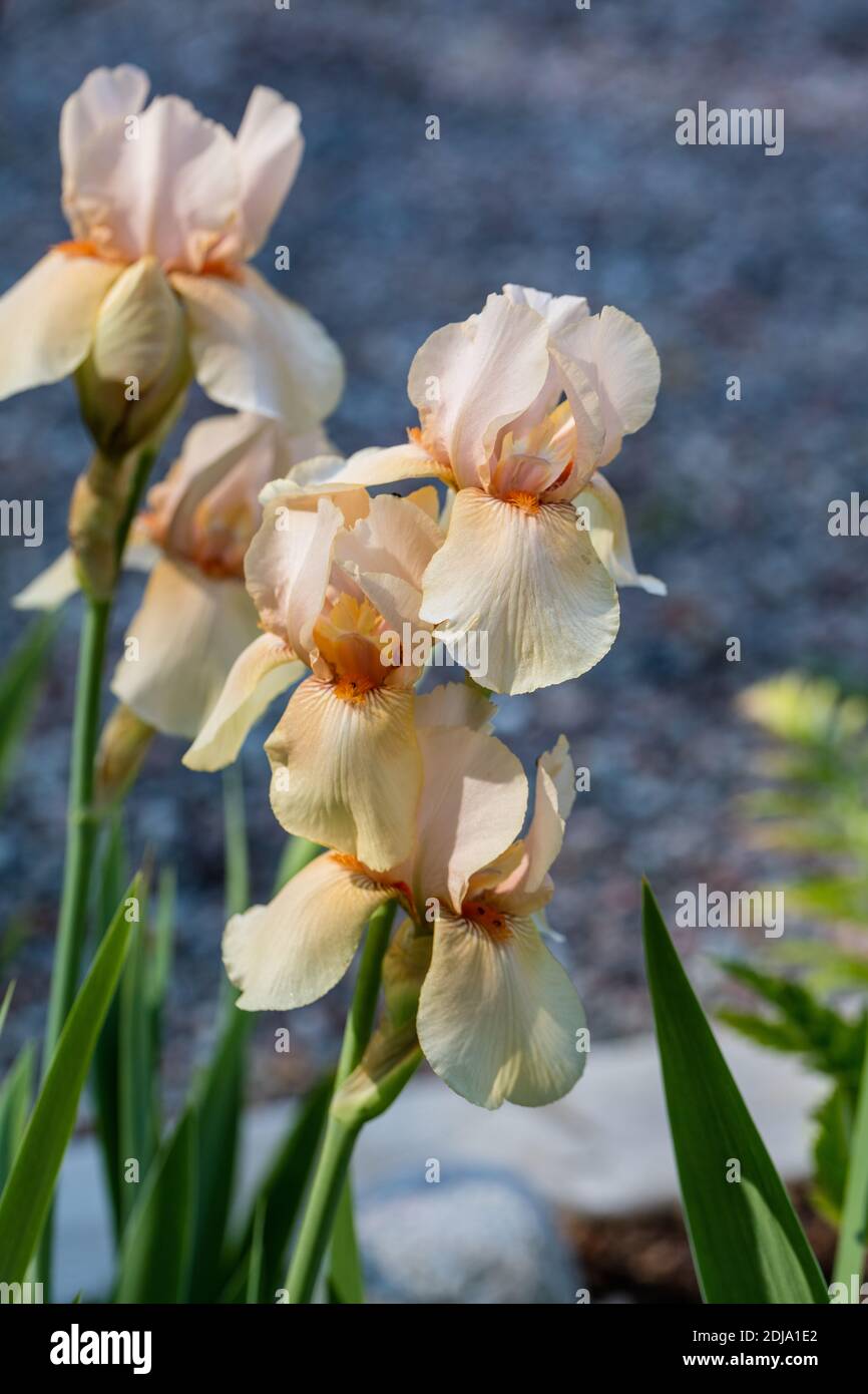 Tall bearded iris iris germanica hi-res stock photography and images ...
