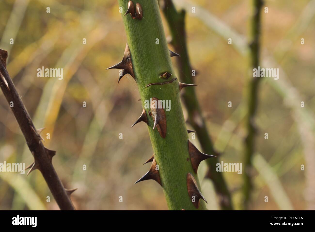 Thorns of bramble bush hi-res stock photography and images - Alamy