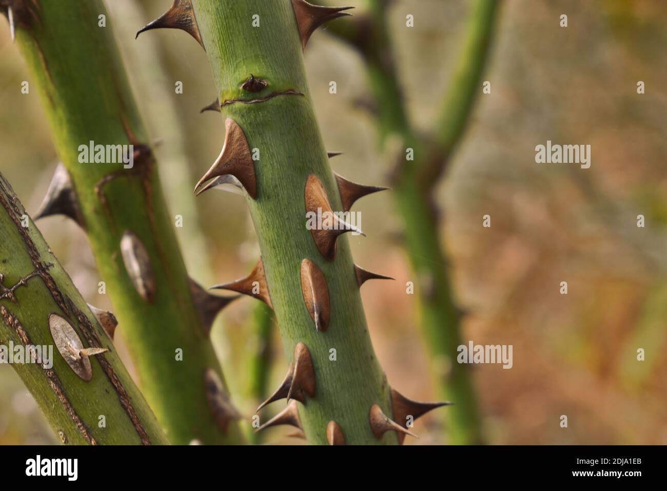 Thorns of bramble bush hi-res stock photography and images - Alamy