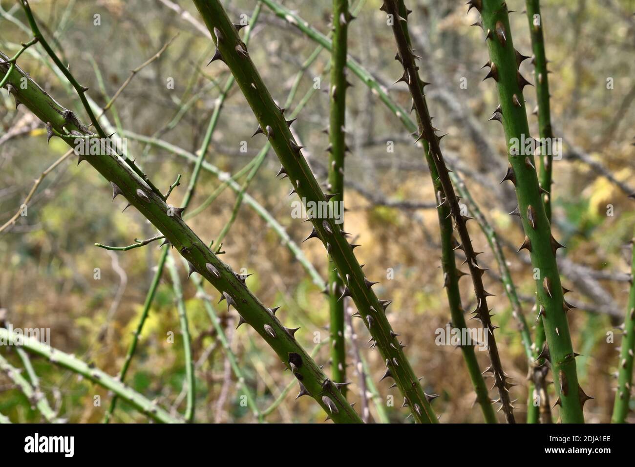 Brumble hi-res stock photography and images - Alamy