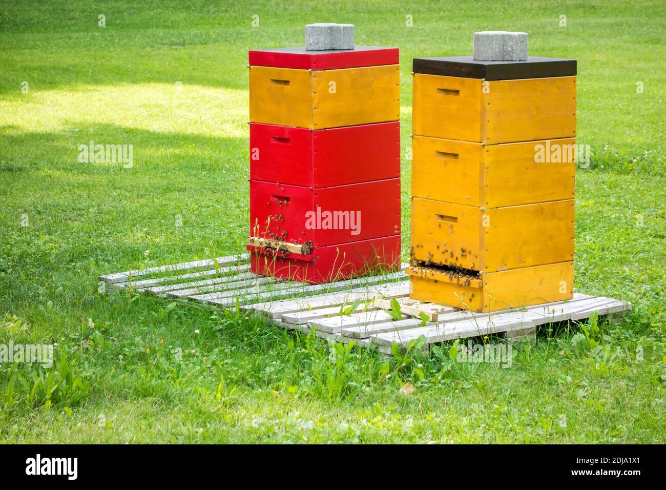 An image of two bee hives in the green grass Stock Photo - Alamy