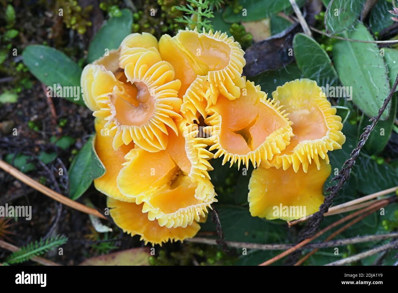 Hygrocybe ceracea, known as butter waxcap or wax cap, wild mushroom ...