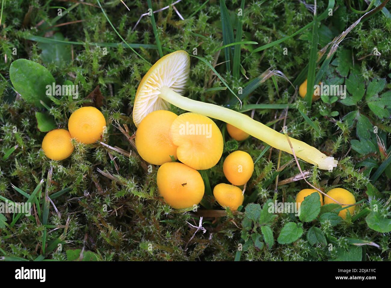 Hygrocybe ceracea, known as butter waxcap or wax cap, wild mushroom ...