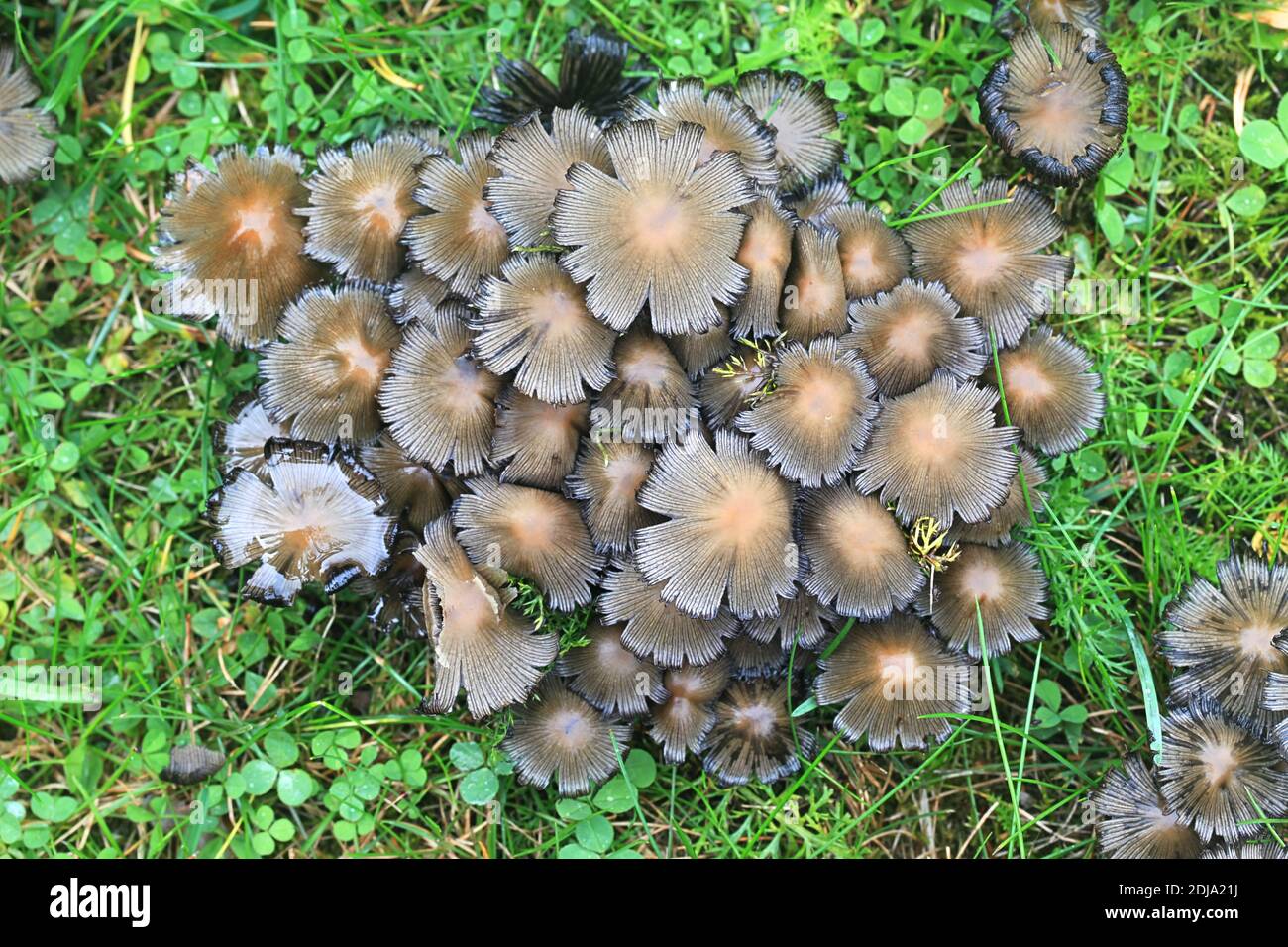 Coprinus micaceus hi-res stock photography and images - Alamy