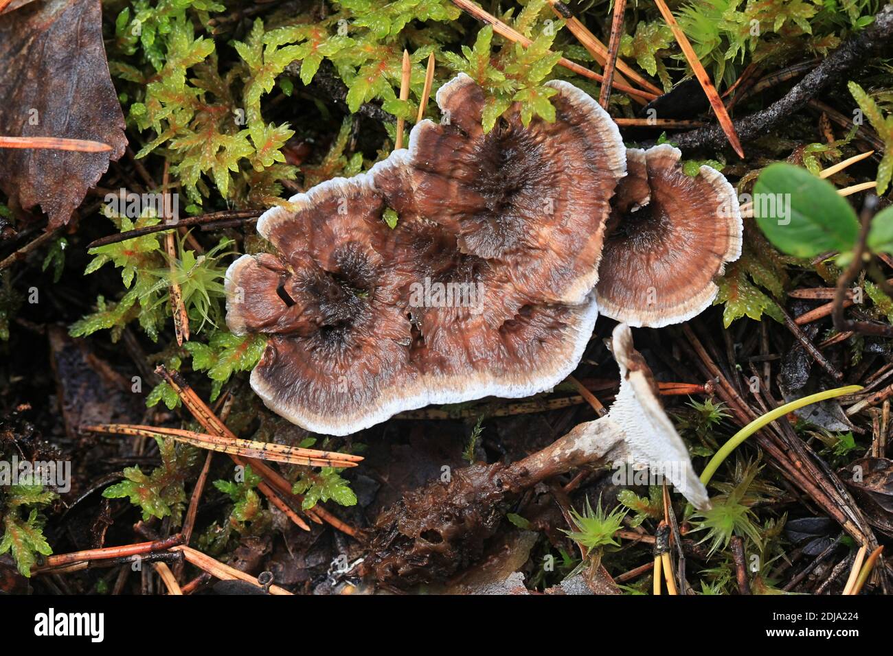 Phellodon tomentosus, also called Hydnum tomentosum, commonly known as ...