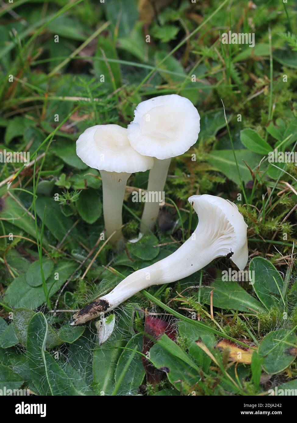 Cuphophyllus virgineus, known as the snowy waxcap, wild mushroom from ...