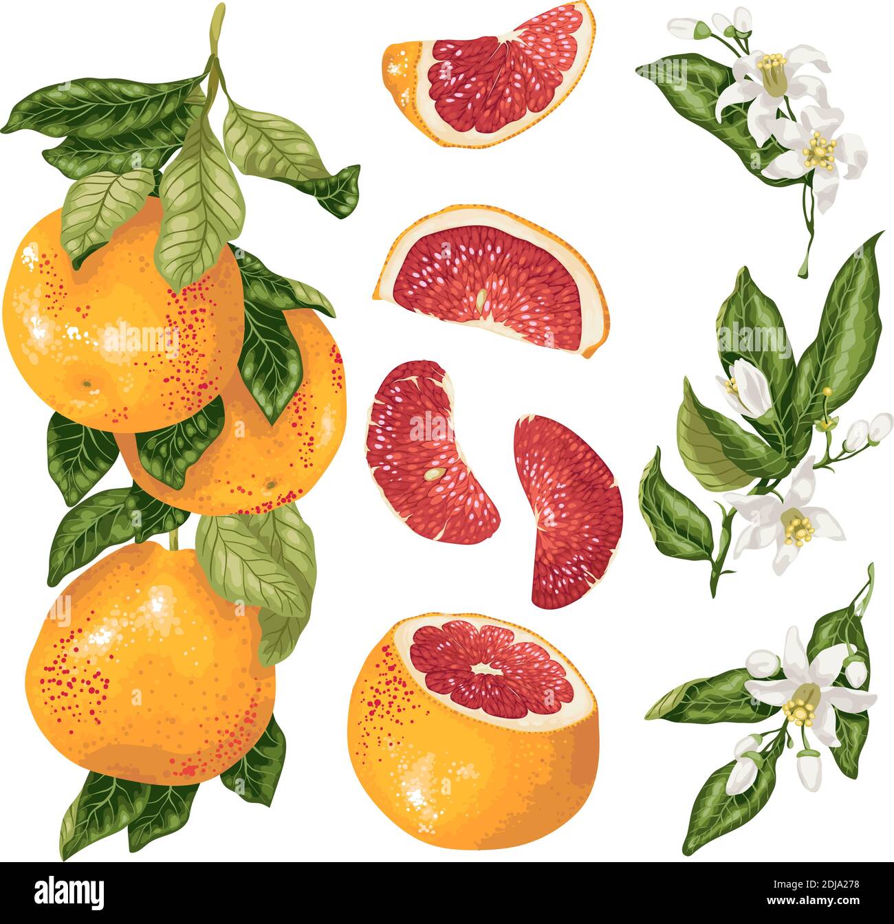 Cirtus Stock Vector Images - Alamy