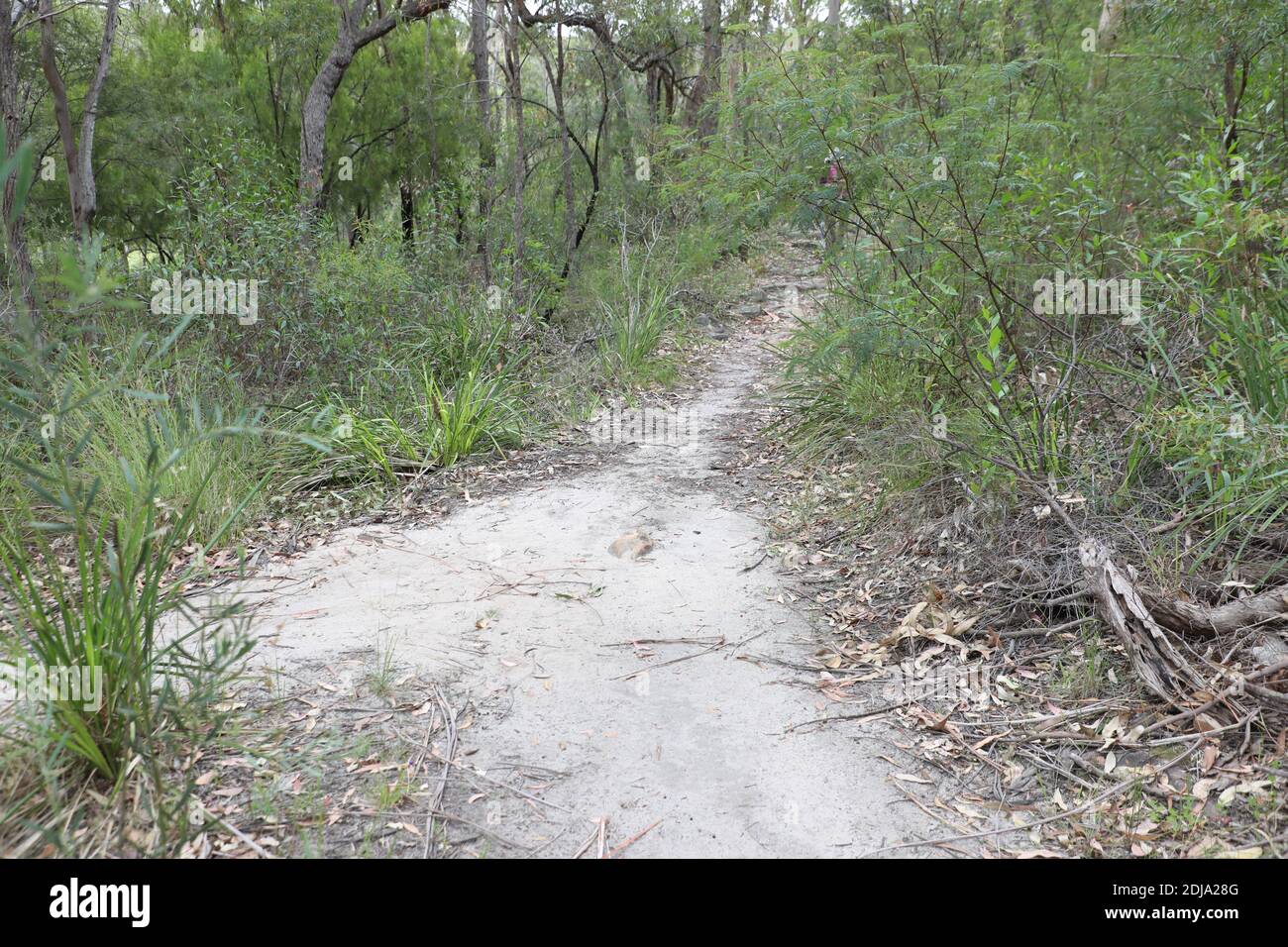 Yeramba Loop Track, Georges River National Park, Picnic Point Stock ...