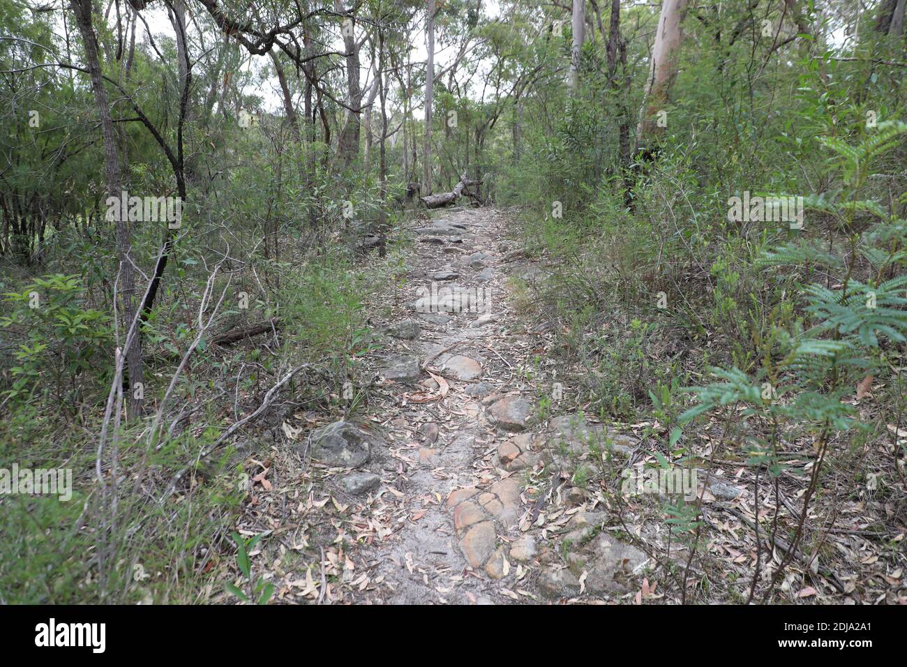Yeramba Loop Track, Georges River National Park, Picnic Point Stock ...