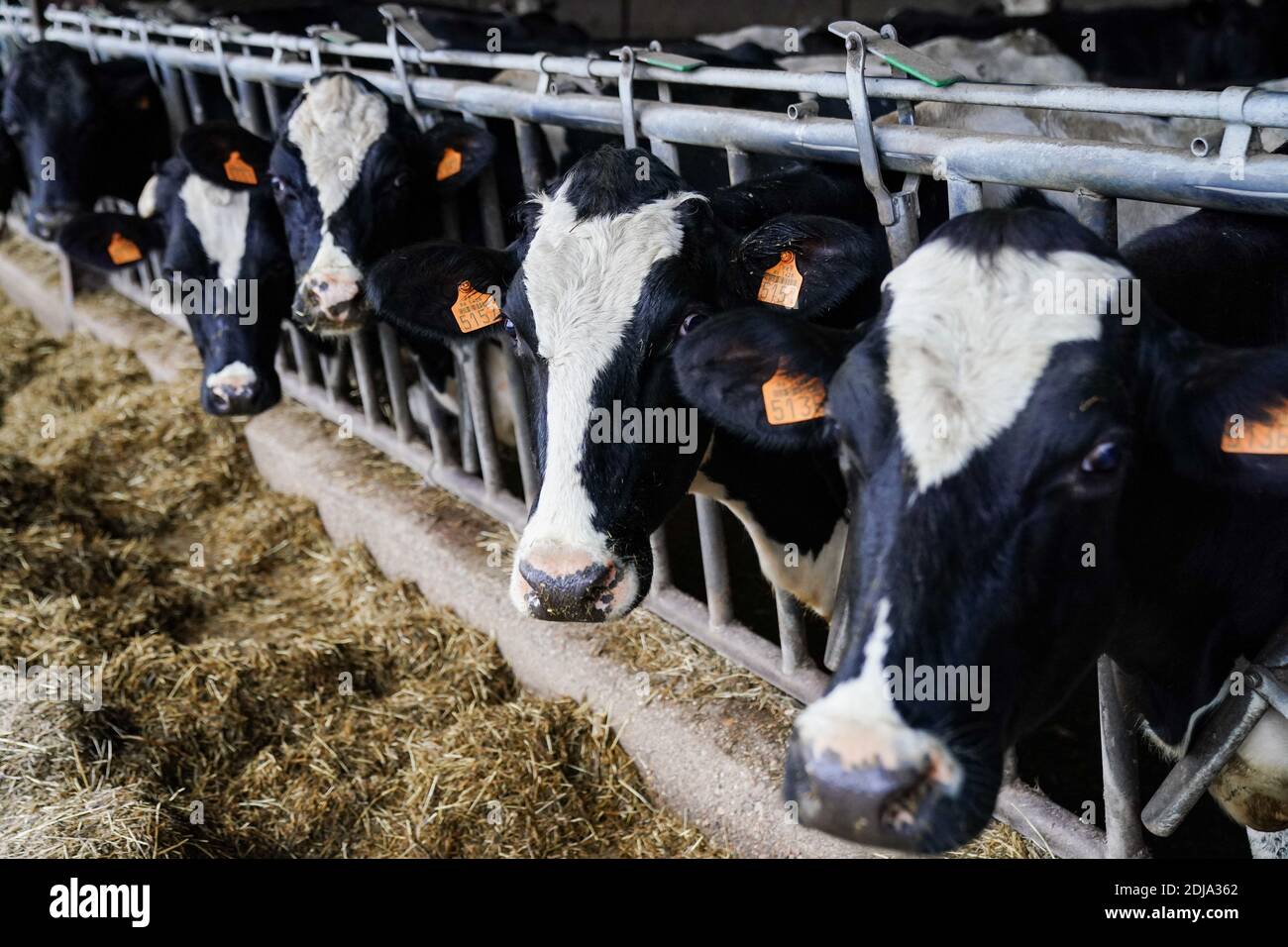 Illustration of a organic farm producing milk and dairy cows, on ...