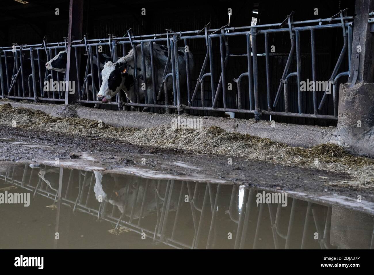 Illustration of a organic farm producing milk and dairy cows, on ...