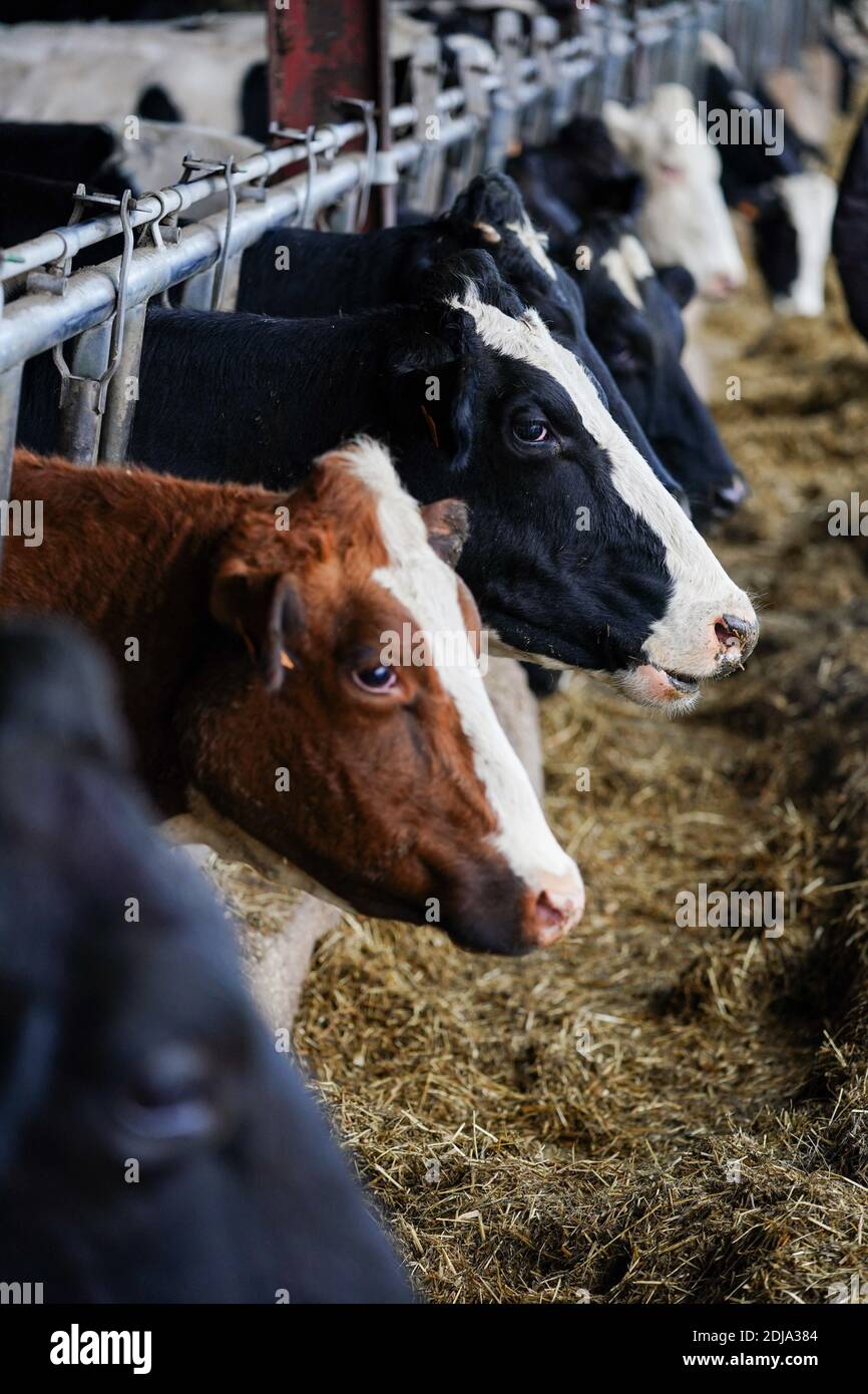 Illustration of a organic farm producing milk and dairy cows, on ...