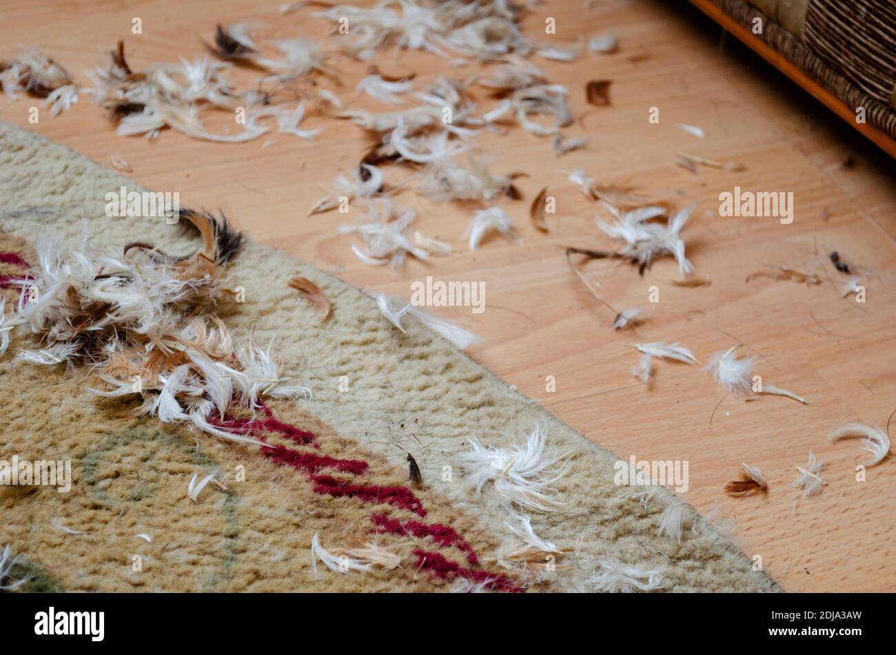 Chicken carpet hi-res stock photography and images - Alamy